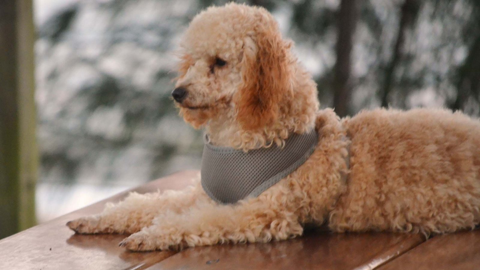 Dog Breeds That Are Great With Kids
