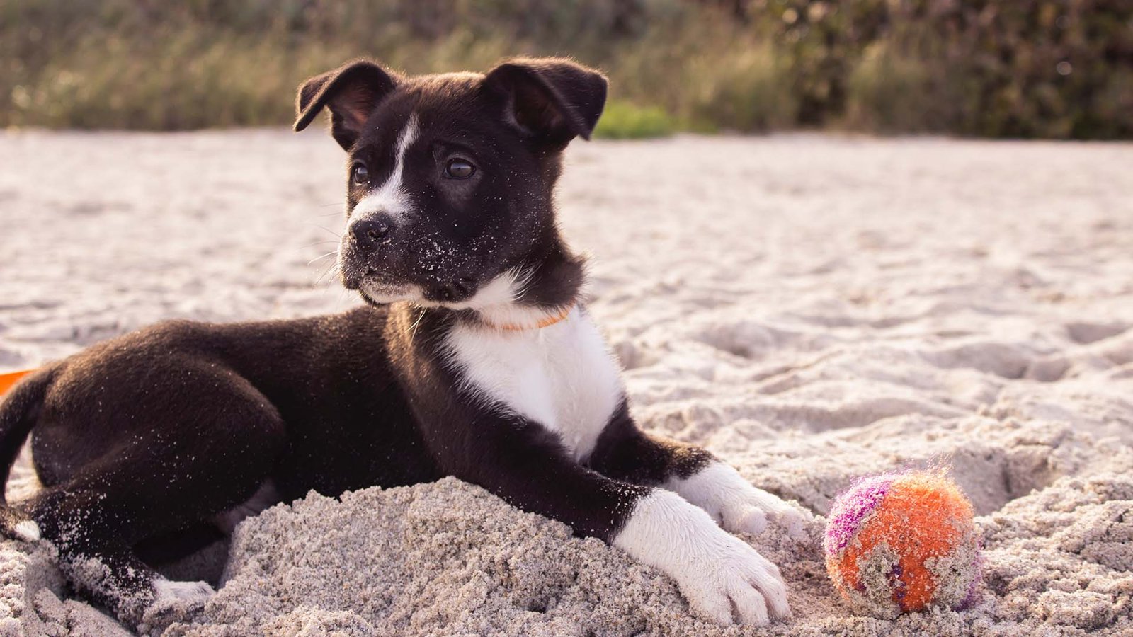 Dogs Are Capable Of Complex Thoughts