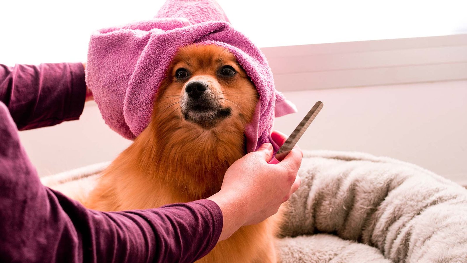 Dos And Don'ts Of Owning A Pet Dog