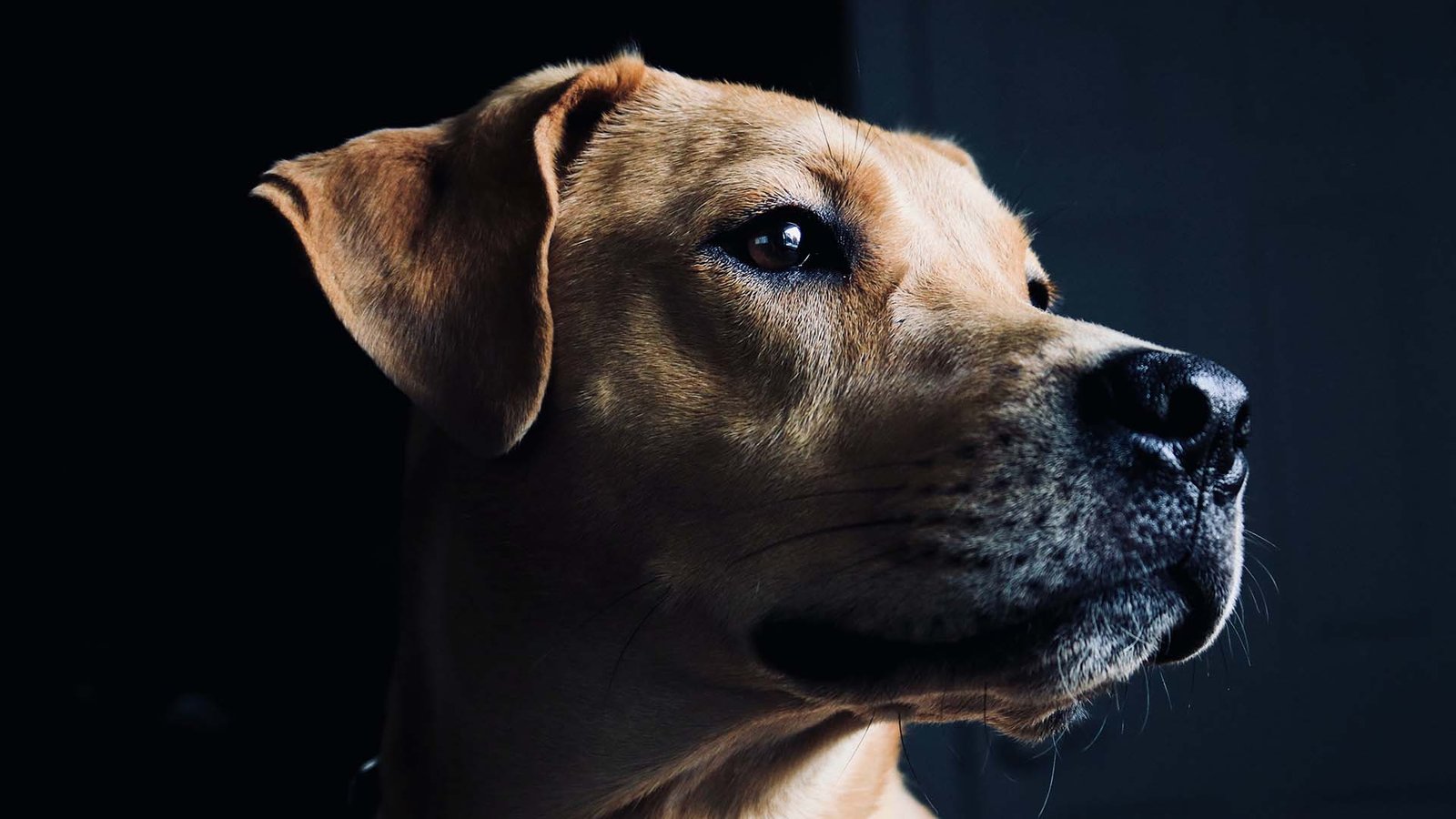 How Do Dogs Show Their Emotions?
