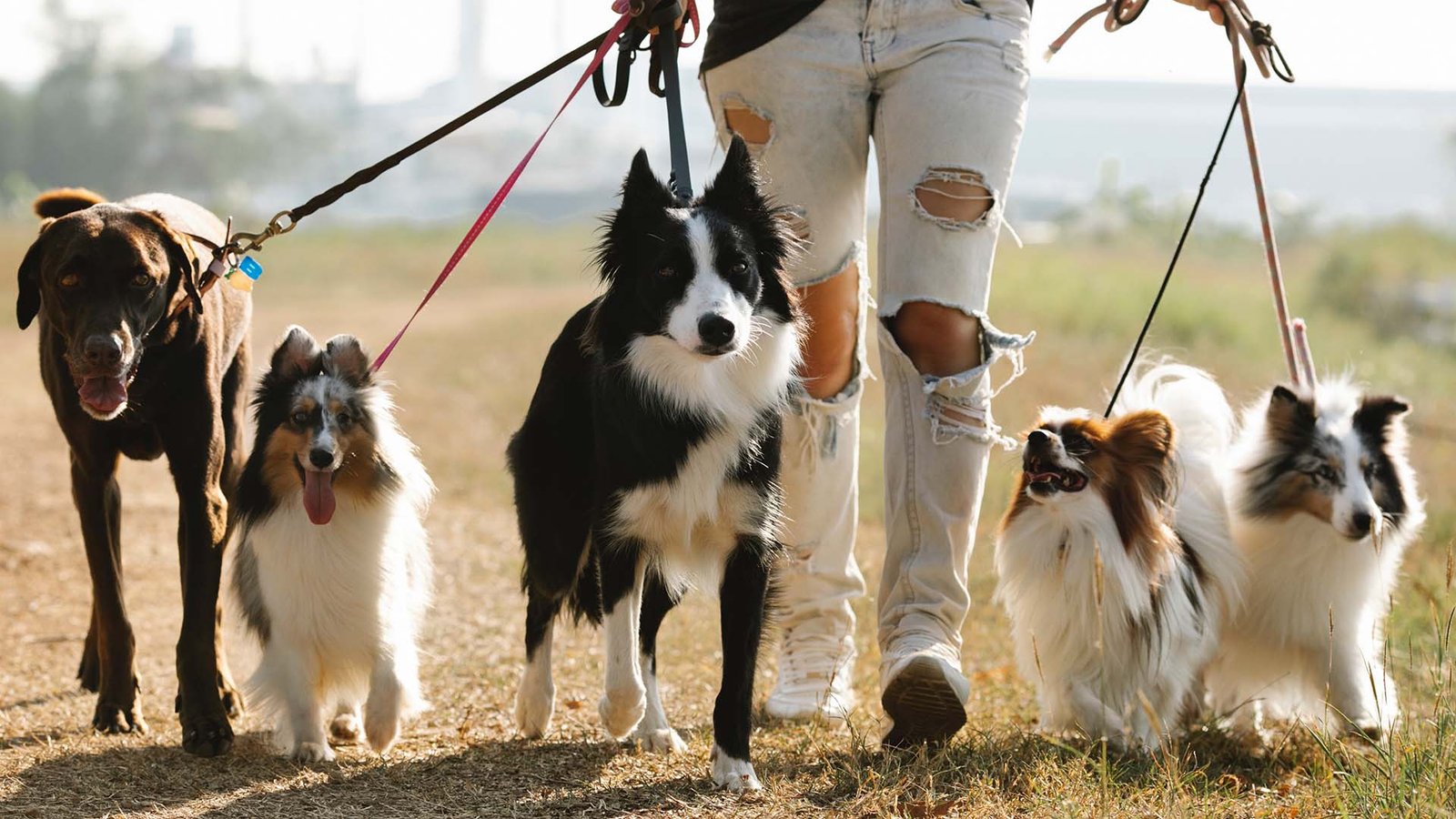 How Dogs Evolved Over Time