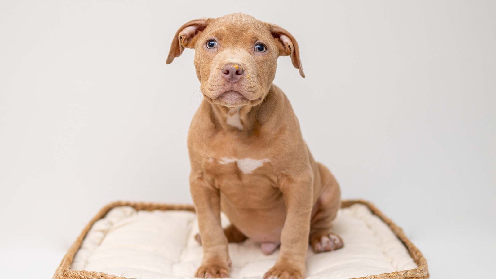 Puppy Training Tips for New Owners