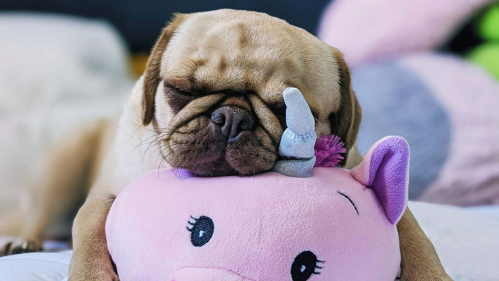 Why Puppies Are The Best
