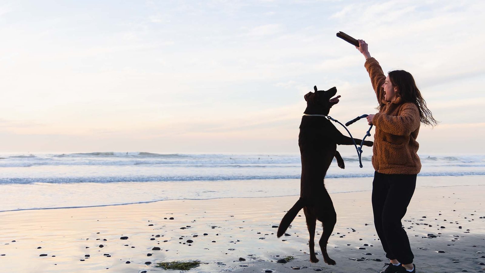 Why Do Dogs Love Playing Fetch?