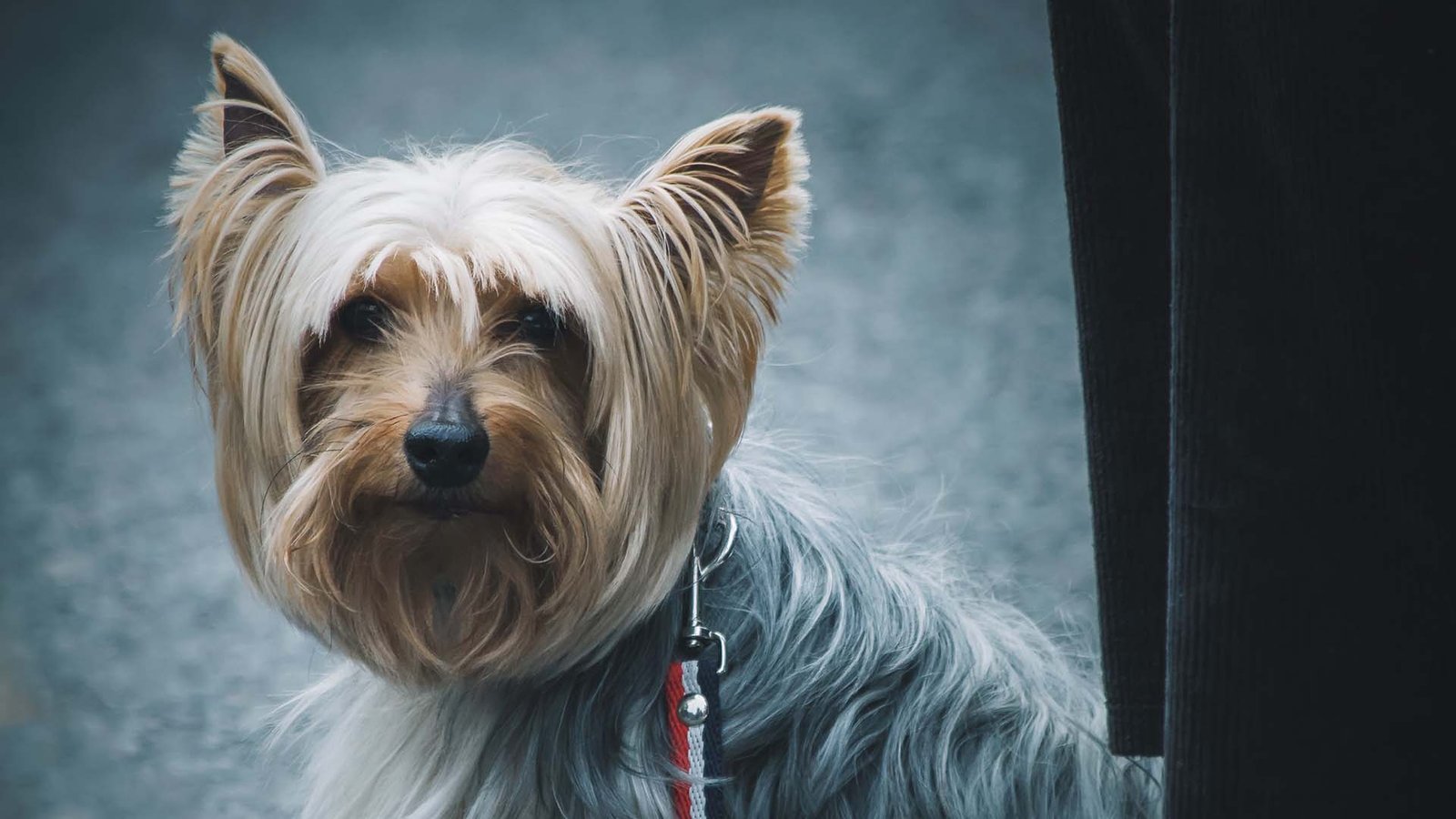10 Breeds Of Dogs That Don't Shed