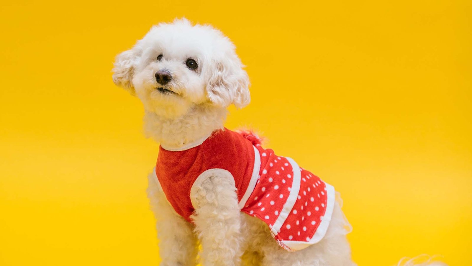 10 Cutest Dog Breeds