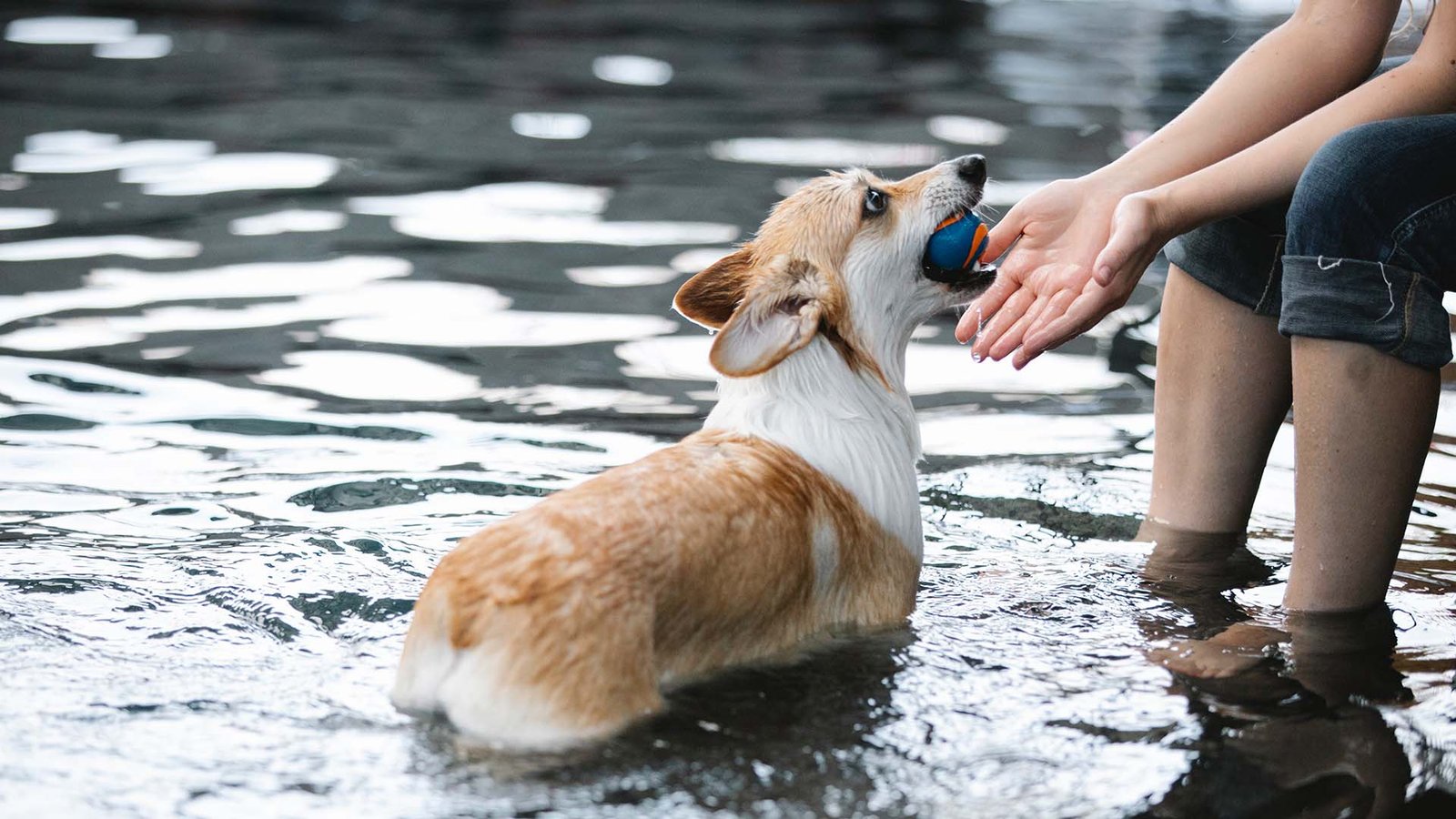 10 Fun Ideas for How To Spend Time With Your Dog - Puppy Rave