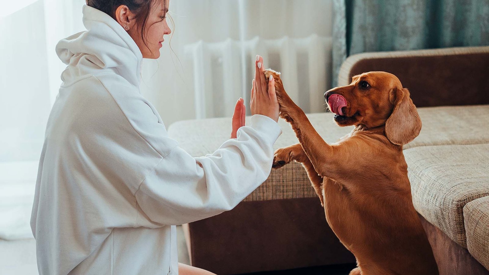 5 Ways To Keep Your Dog Entertained Indoors - Puppy Rave