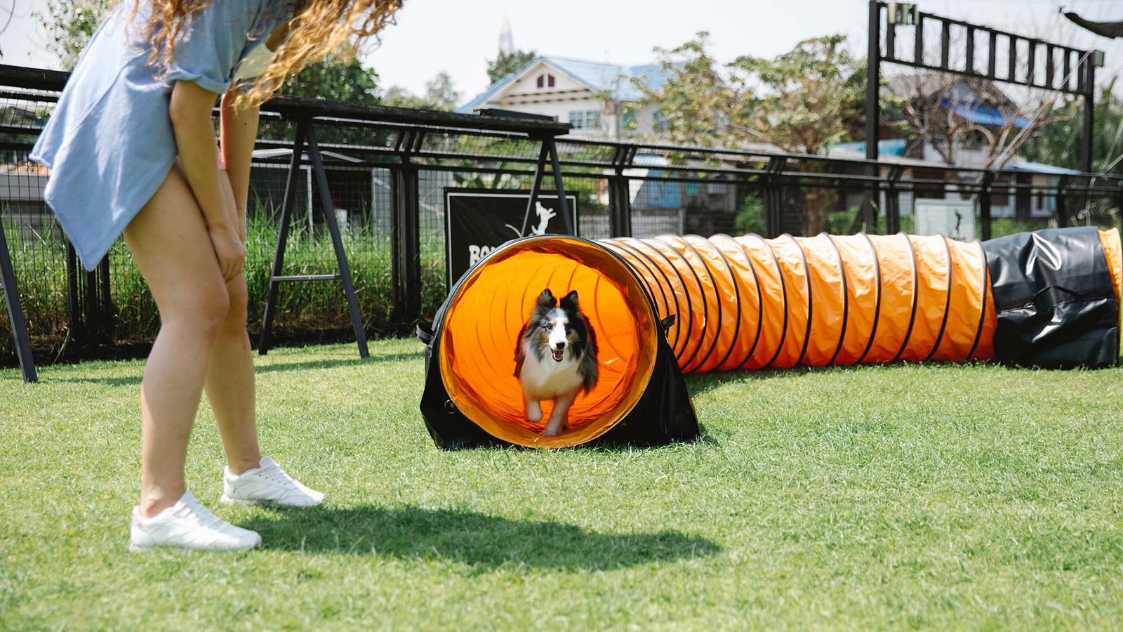 When To Bring Your Dog To Obedience School