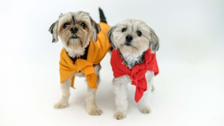 How To Pick The Perfect Playmate For Your Pet Dog