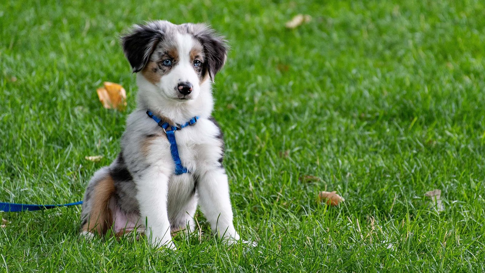 How To Pick The Perfect Playmate For Your Pet Dog